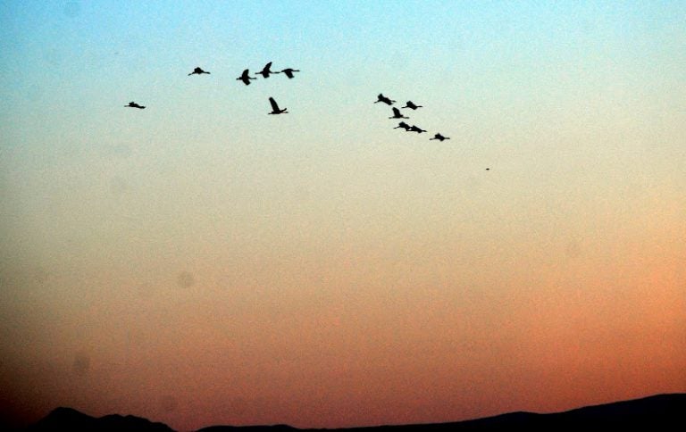 Augures extremeños: cuando las aves describen el futuro | Extremadura ...